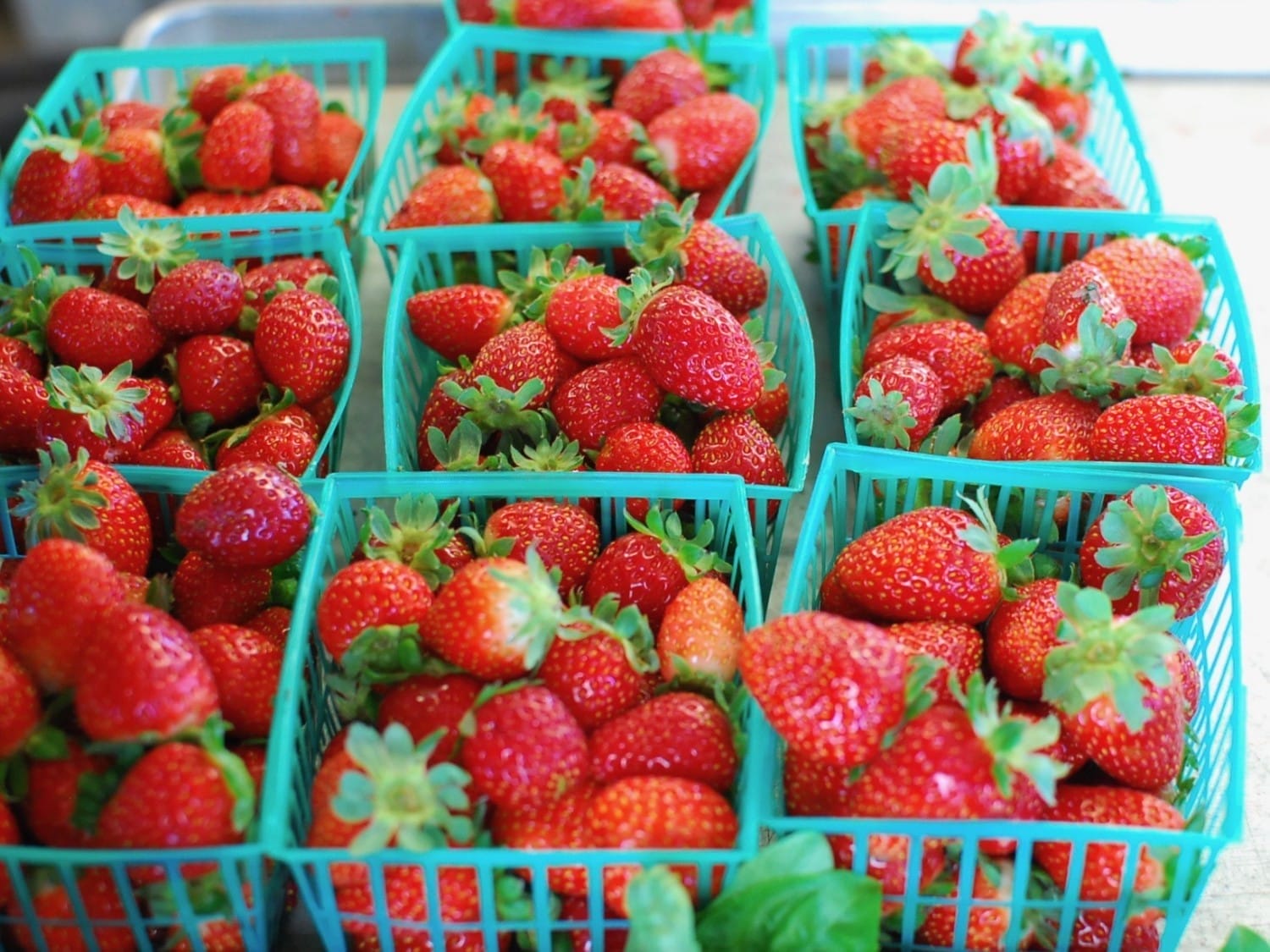 Chino Farm: Producing Flavor and Flair in Rancho Santa Fe - Food GPS